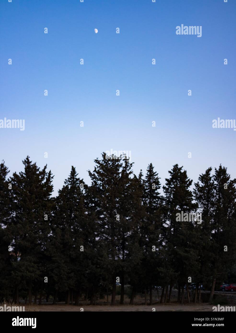 Moon and Tree Stock Photo - Alamy