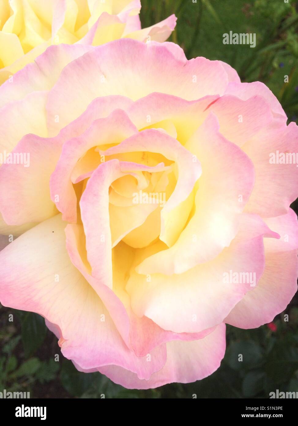 Garden scotland roses hi-res stock photography and images - Alamy