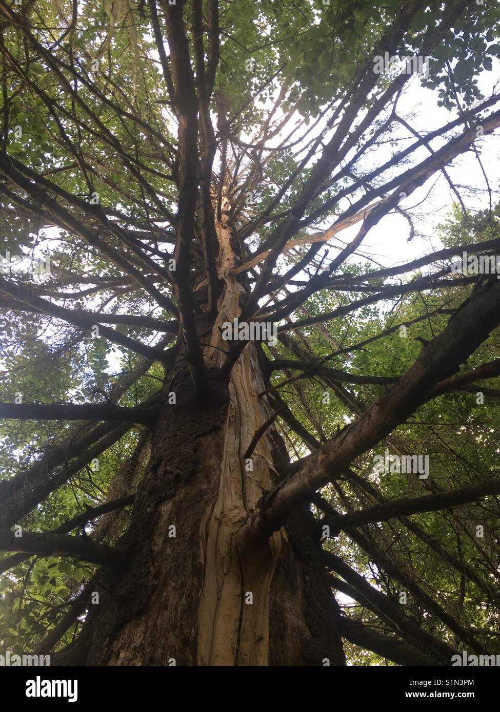 Tree and Lightning Stock Photo - Alamy