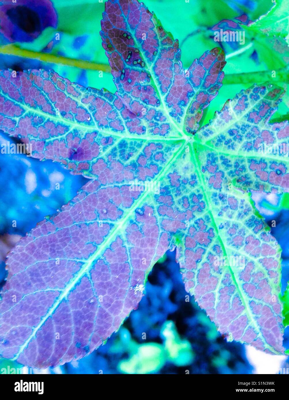 Multicolored gum tree leaf Stock Photo - Alamy