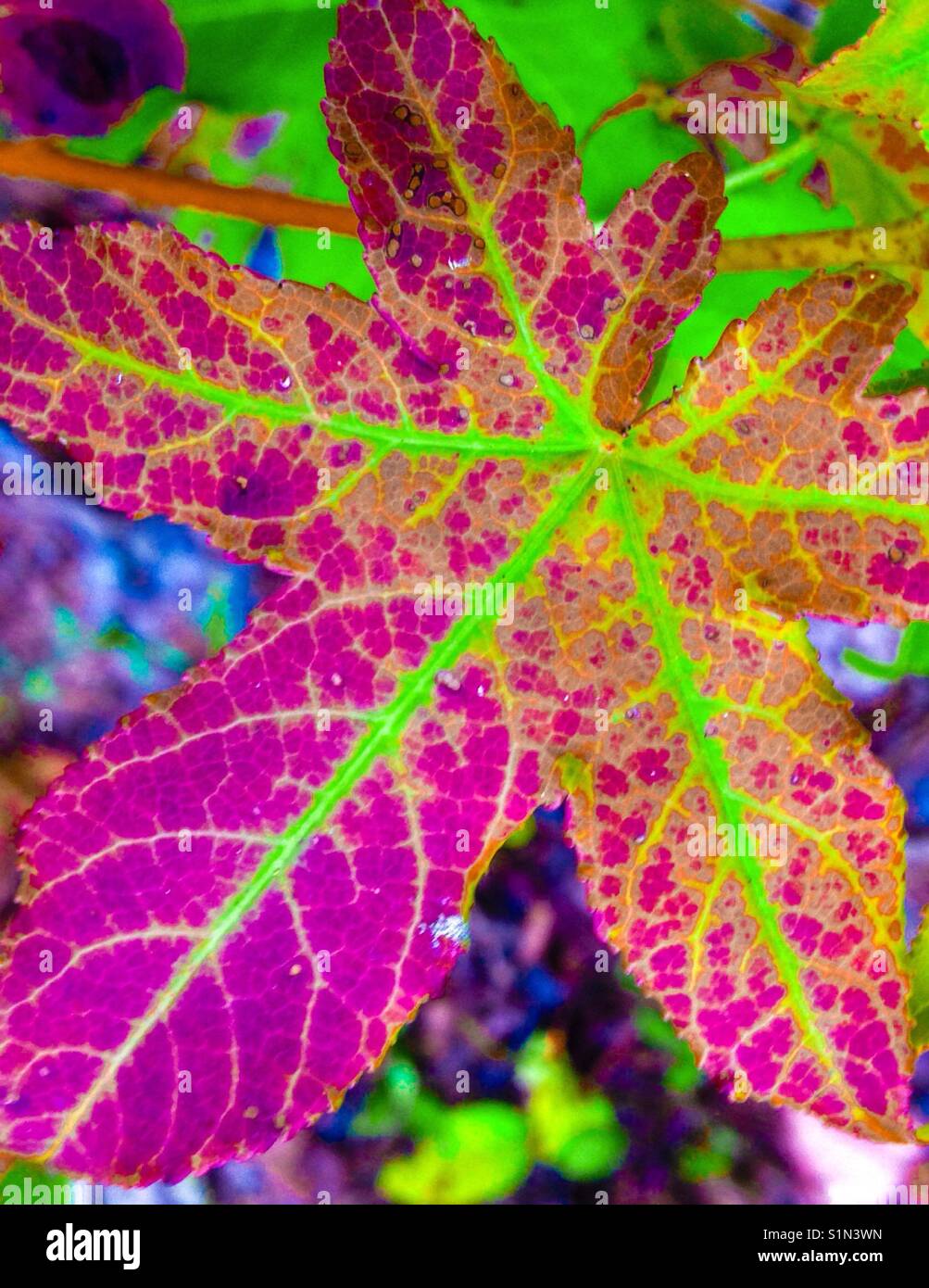 Gum tree leaf hi-res stock photography and images - Alamy