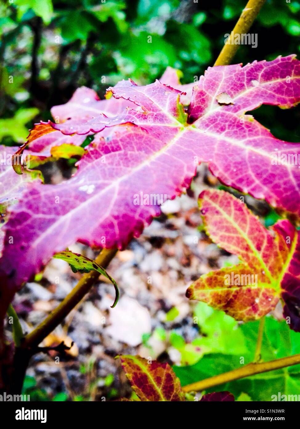 Gum tree leaves hi-res stock photography and images - Alamy