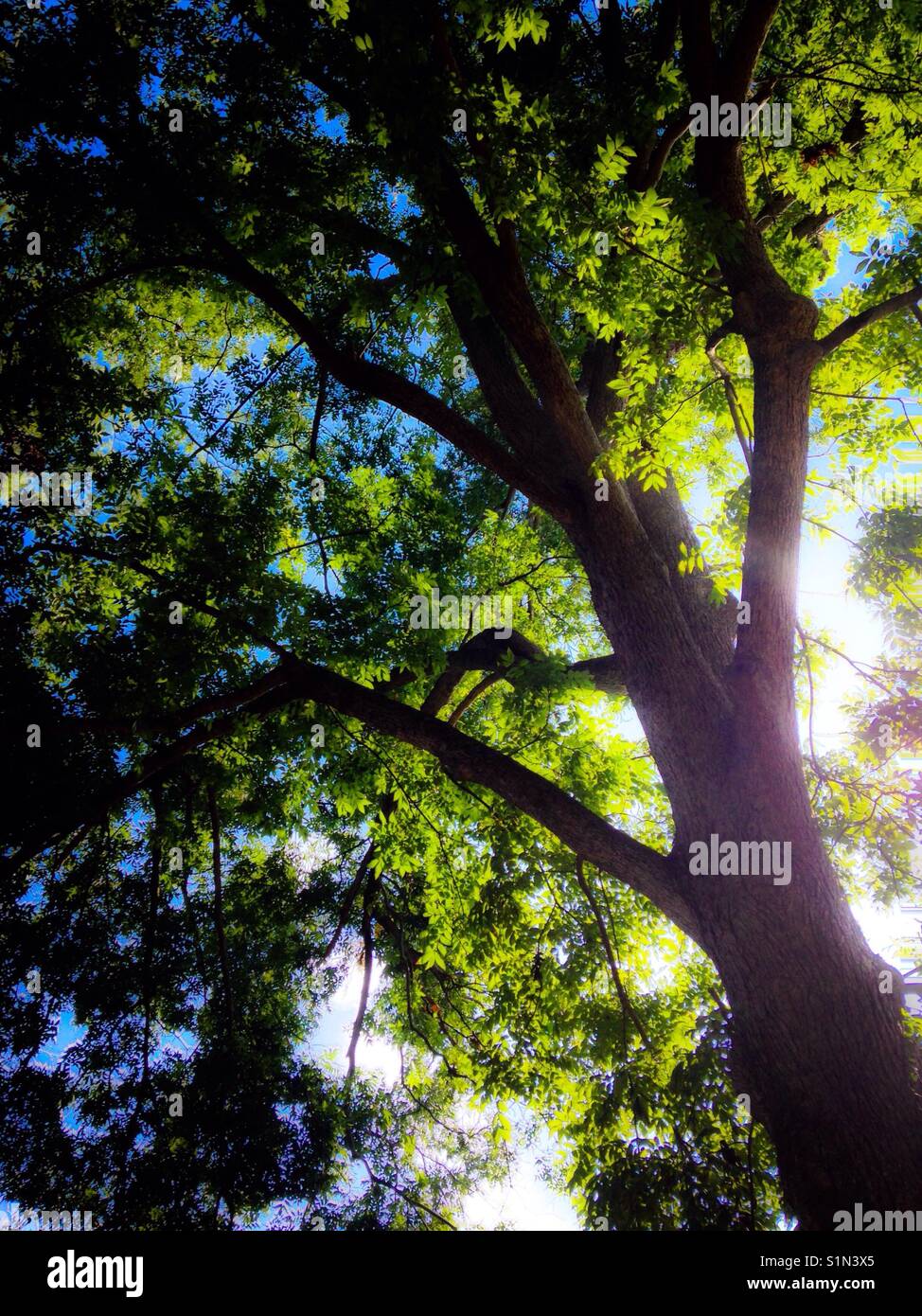 Green pecan tree leaf canopy in North Carolina summer sun Stock Photo ...