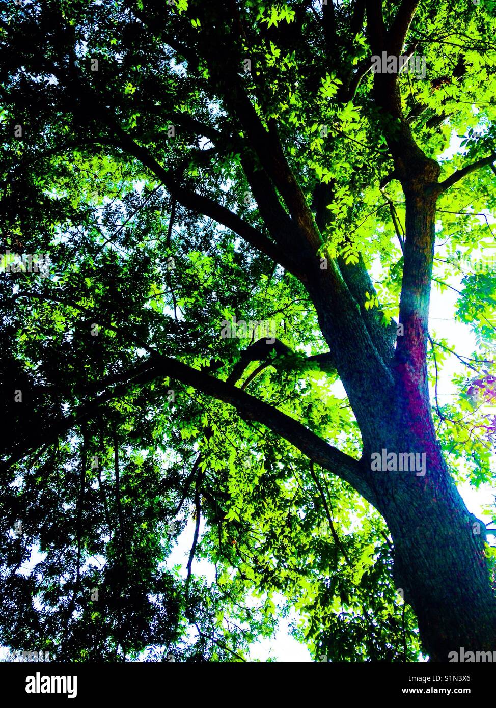 Pecan tree leaves hi-res stock photography and images - Alamy