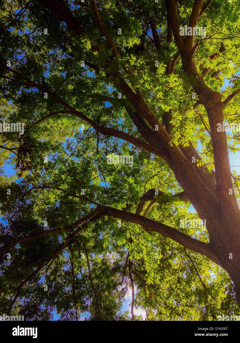 Pecan tree canopy Stock Photo - Alamy