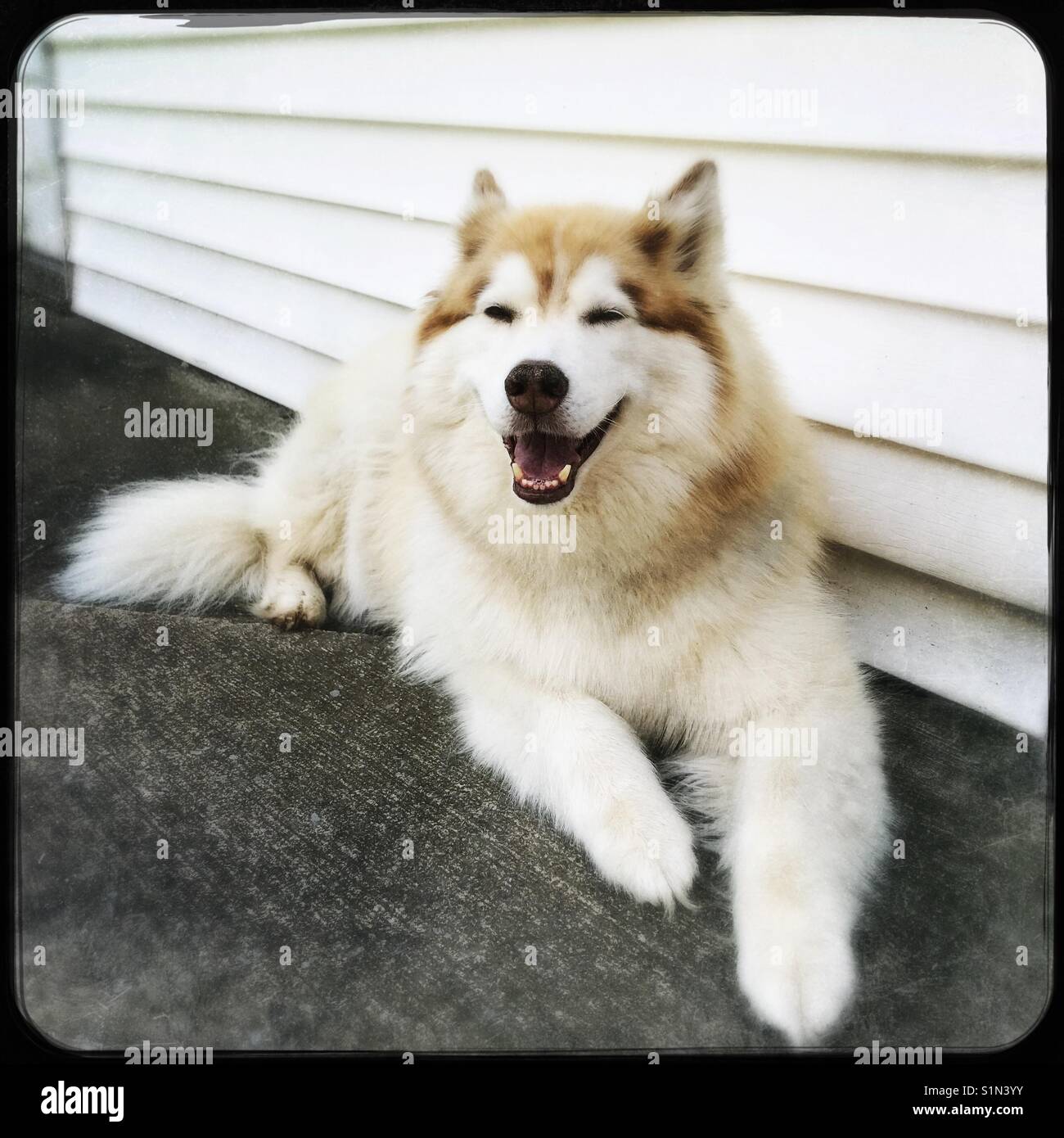 Happy husky hi-res stock photography and images - Alamy