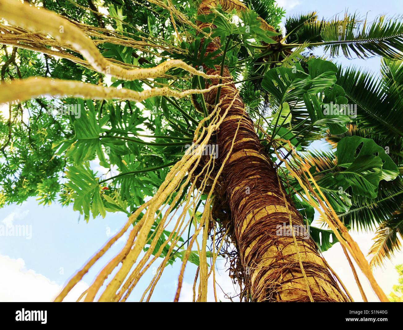 Wicked Tree High Resolution Stock Photography and Images - Alamy