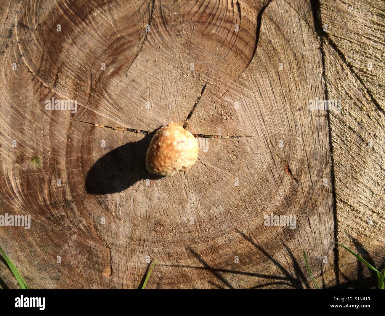Cut the mushroom hi-res stock photography and images - Alamy