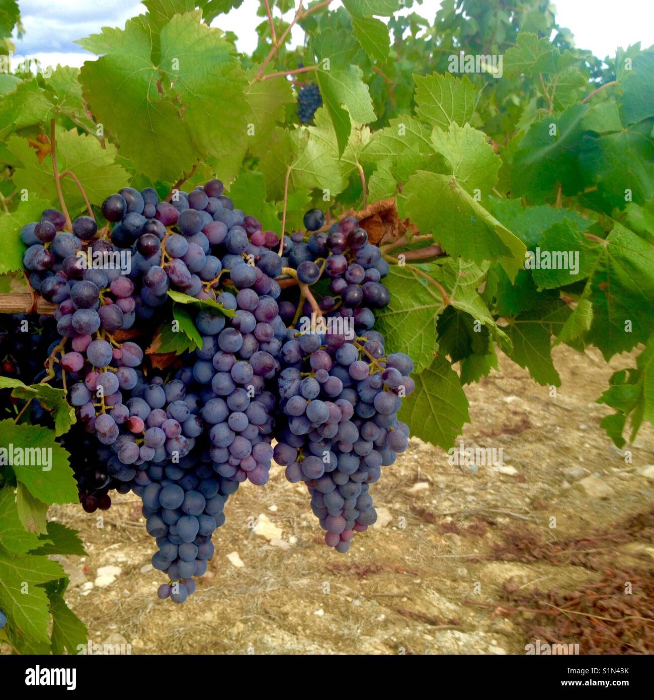 Bunch of grapes Stock Photo - Alamy