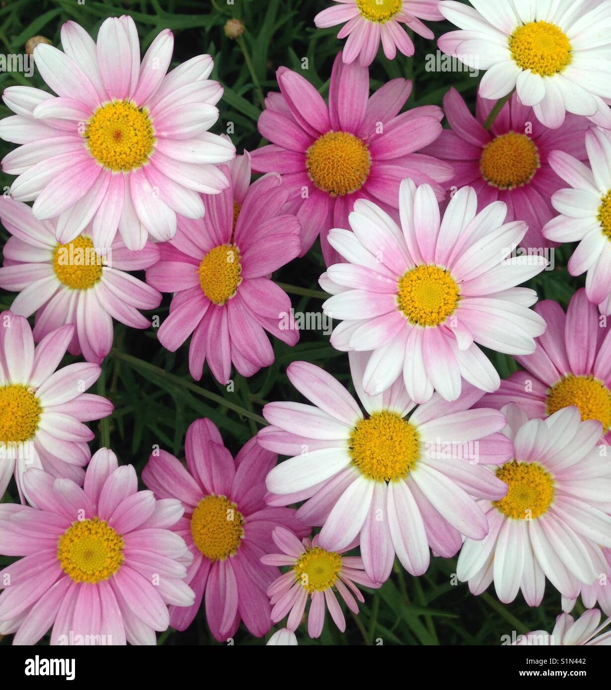 Shades of maroon hi-res stock photography and images - Alamy