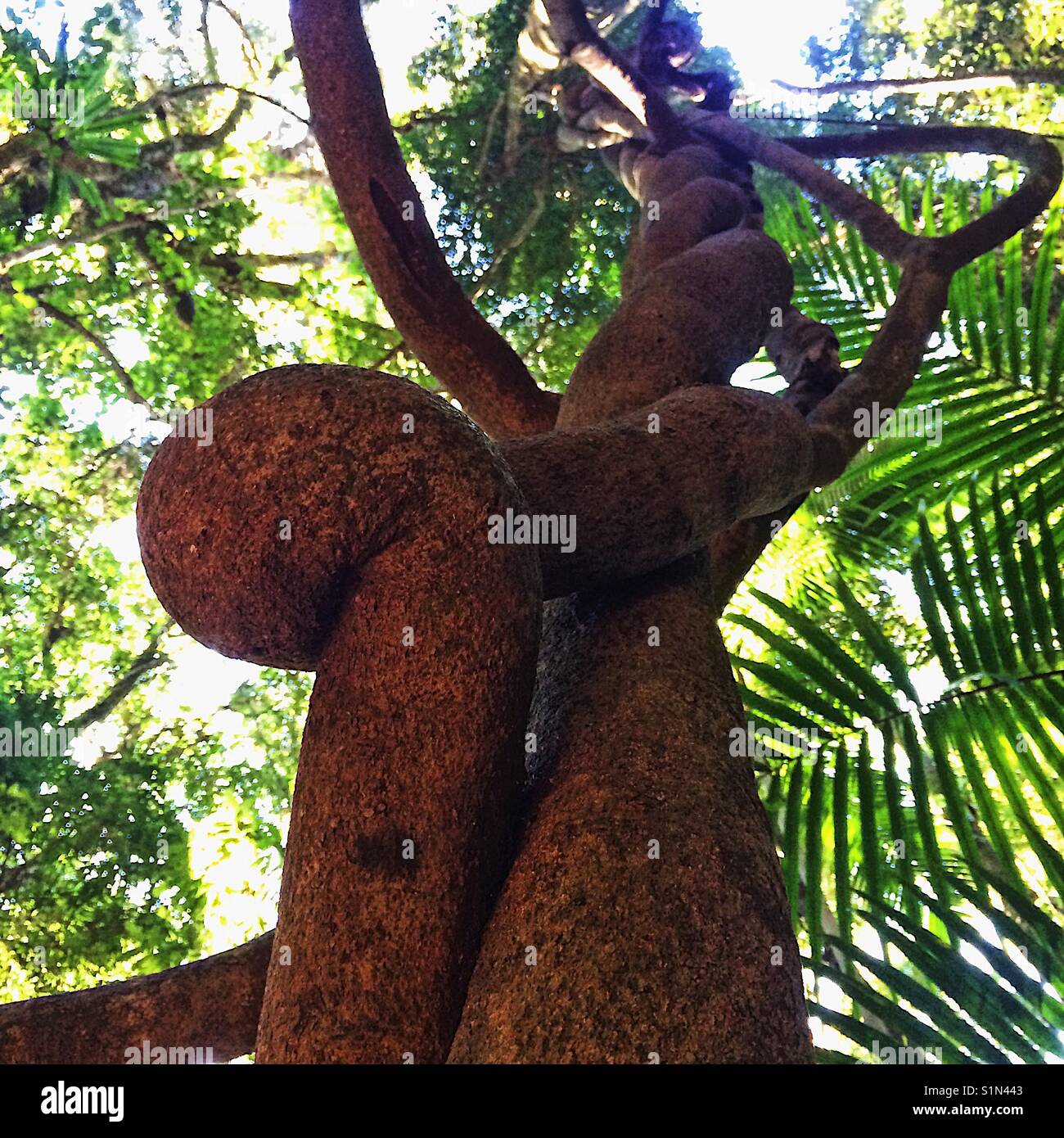 Twisted tree branch hi-res stock photography and images - Alamy