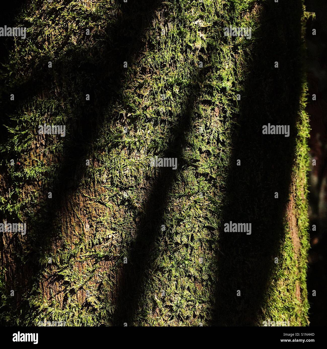 Rainforest green trees hi-res stock photography and images - Alamy