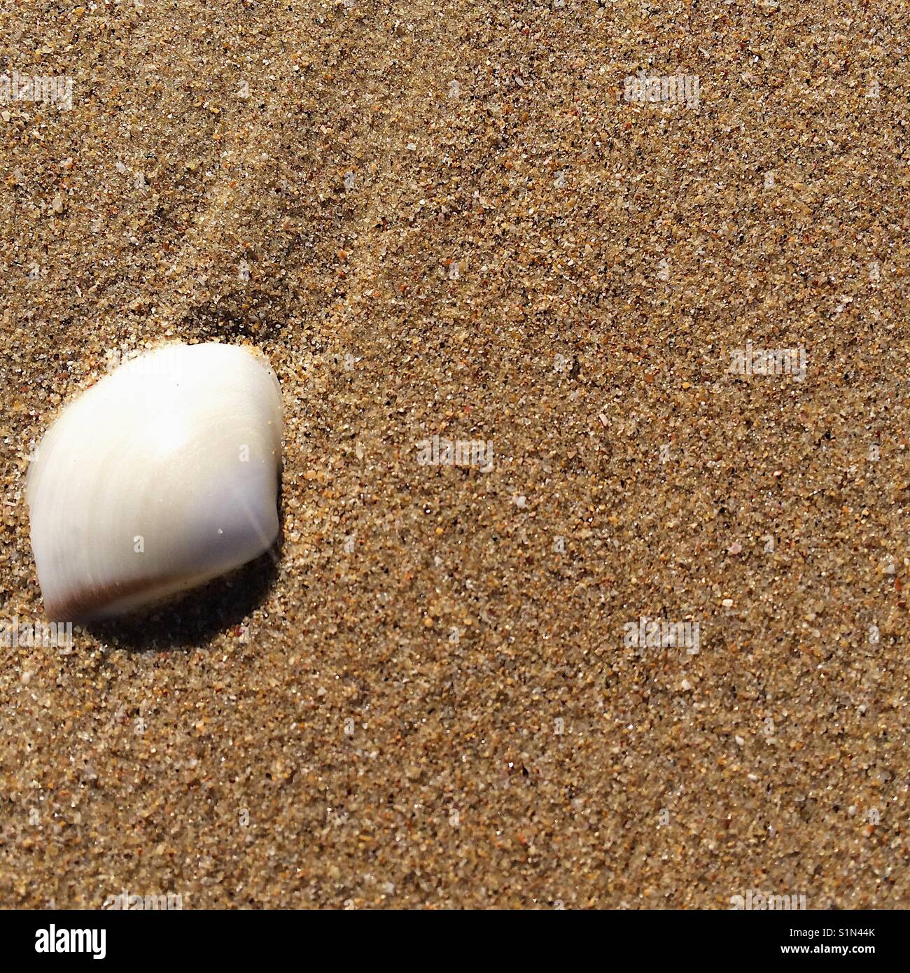 Seashell Patterns High Resolution Stock Photography and Images - Alamy