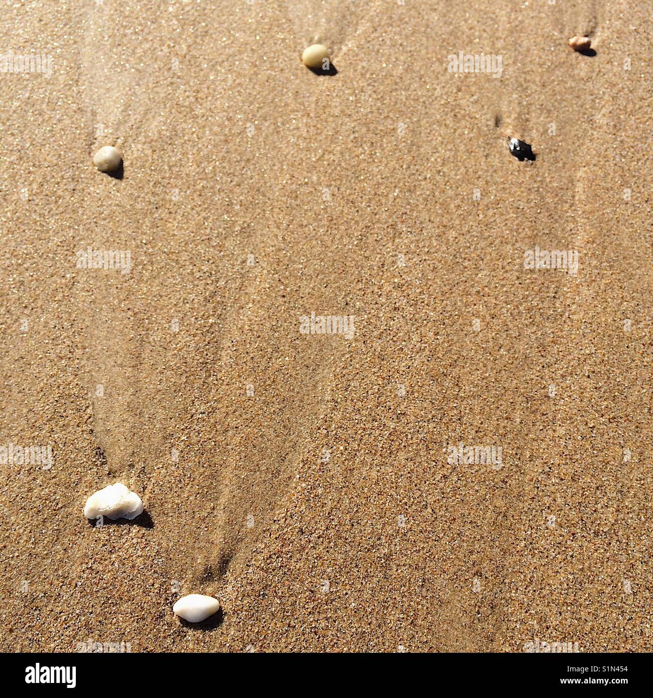 Beach pebbles rocks shells hi-res stock photography and images - Alamy
