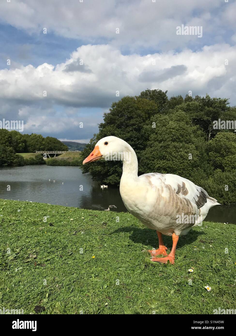 Down feathers goose hi-res stock photography and images - Alamy