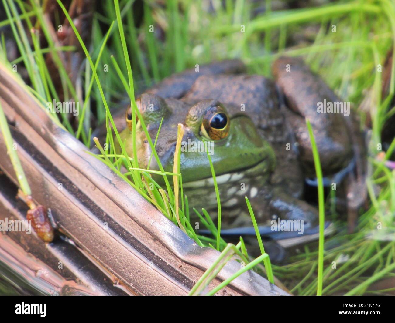 Slimy frog hi-res stock photography and images - Alamy