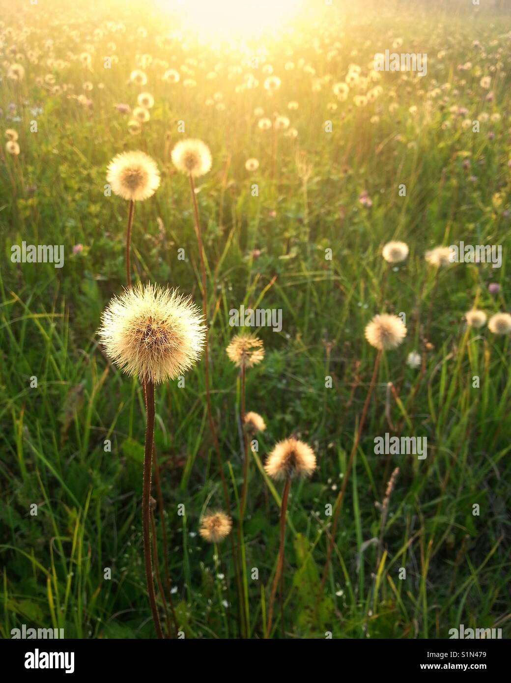 Fluffy soft hi-res stock photography and images - Alamy