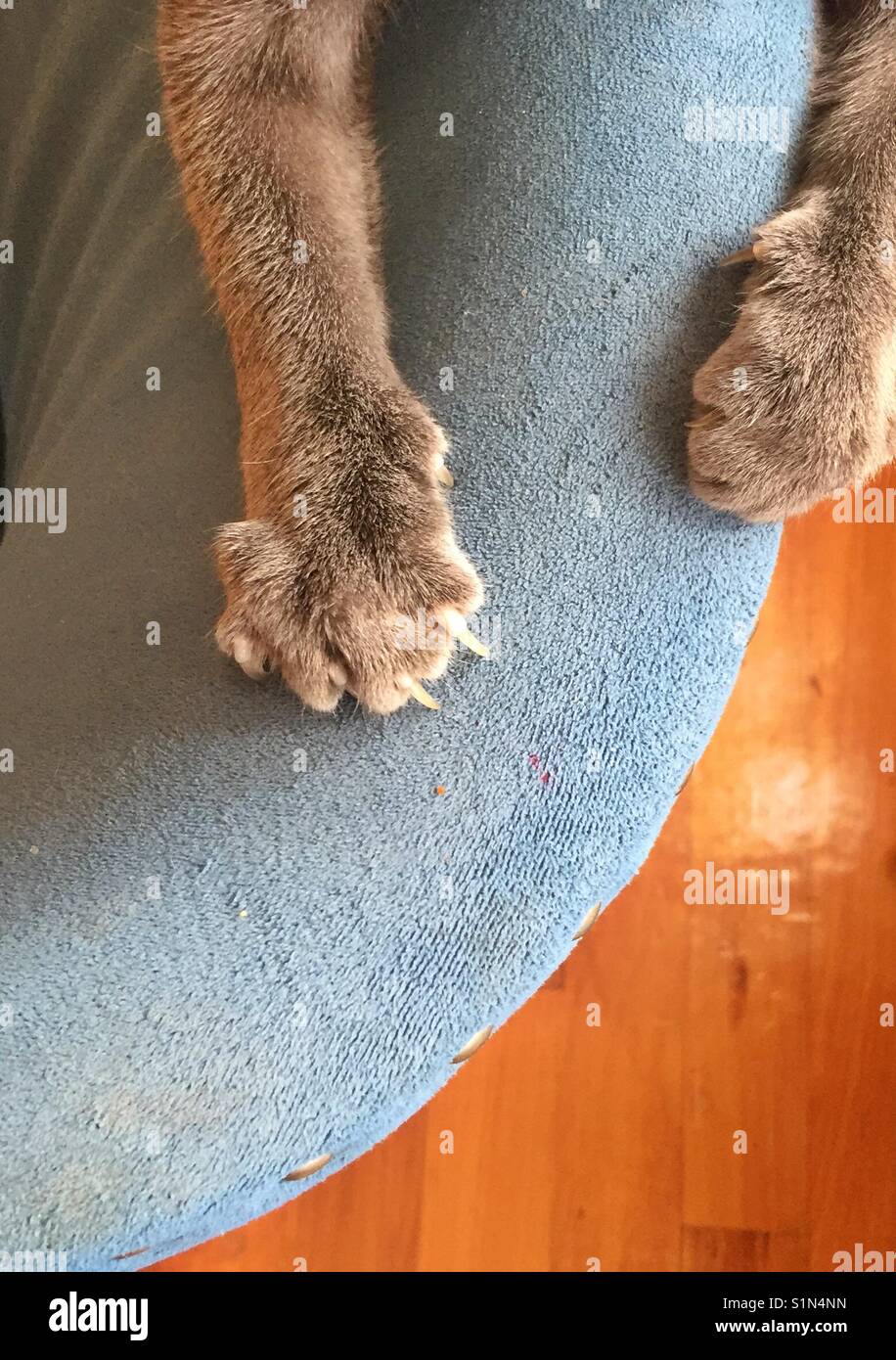 Cat and claws hi-res stock photography and images - Alamy