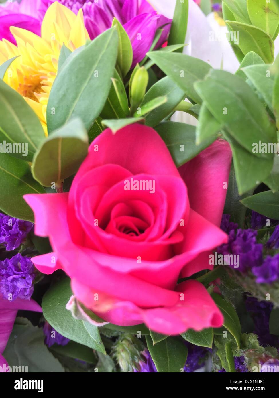 Pink rose symmetry hi-res stock photography and images - Alamy