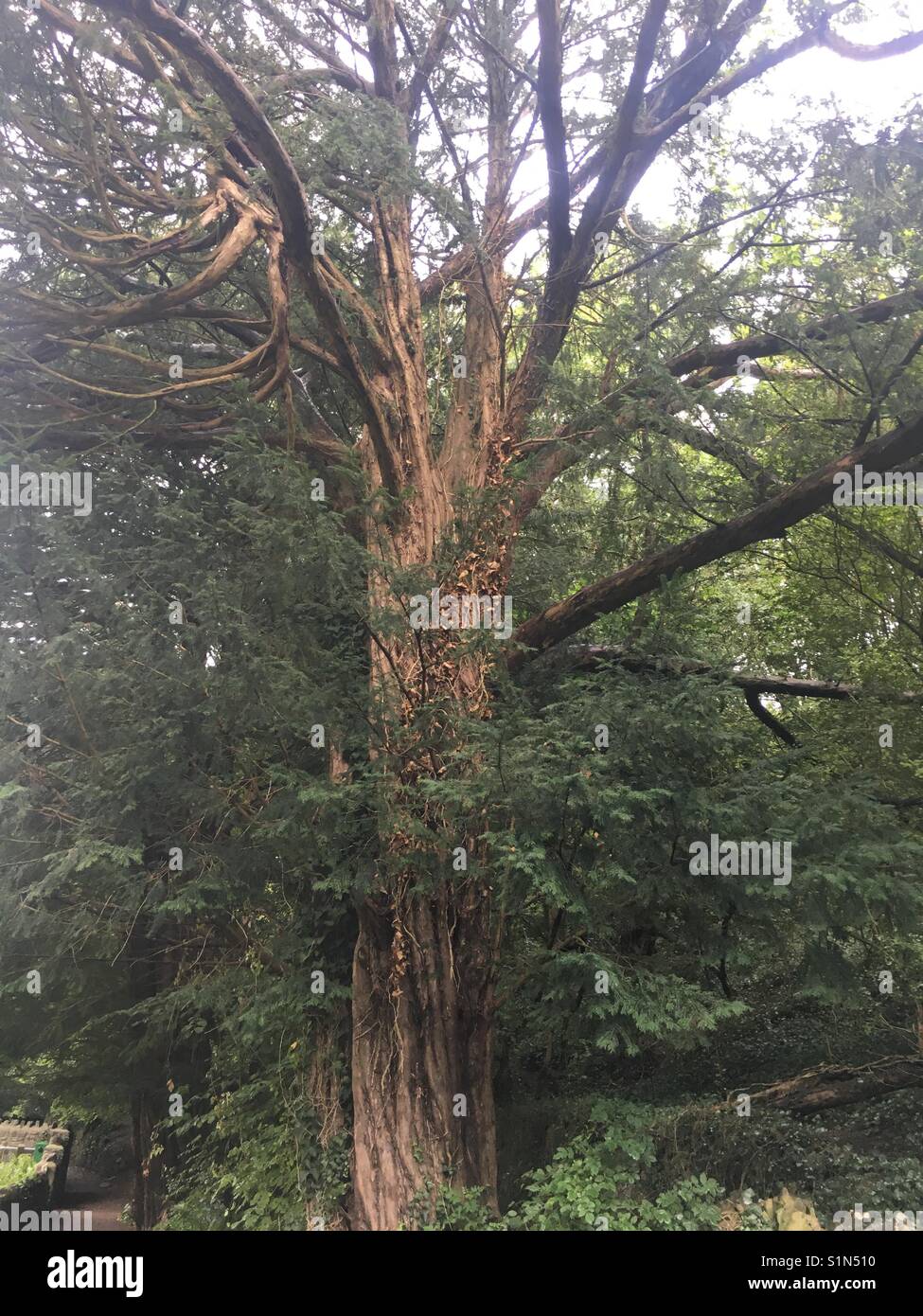 Natural character hi-res stock photography and images - Alamy