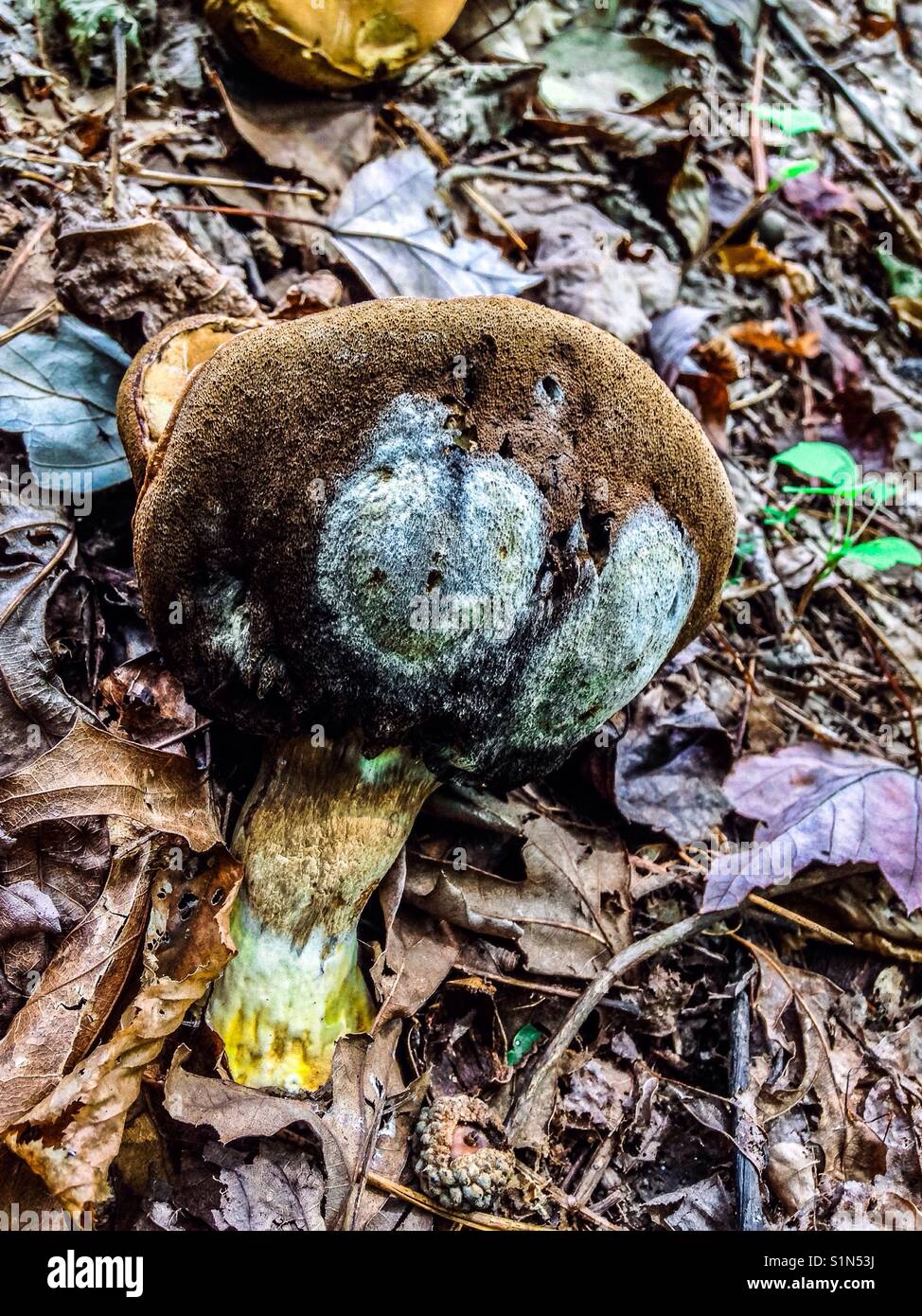 Bun bottom hi-res stock photography and images - Alamy