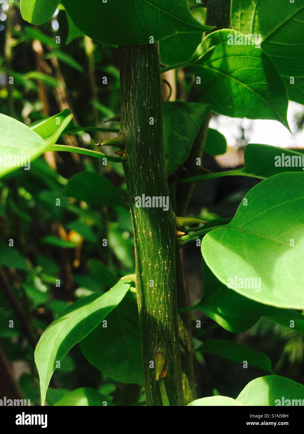Leaf with thorns hi-res stock photography and images - Alamy