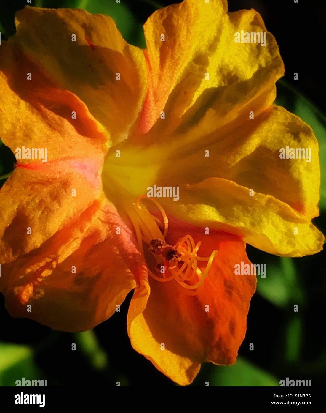 Yellow four oclock flower hi-res stock photography and images - Alamy