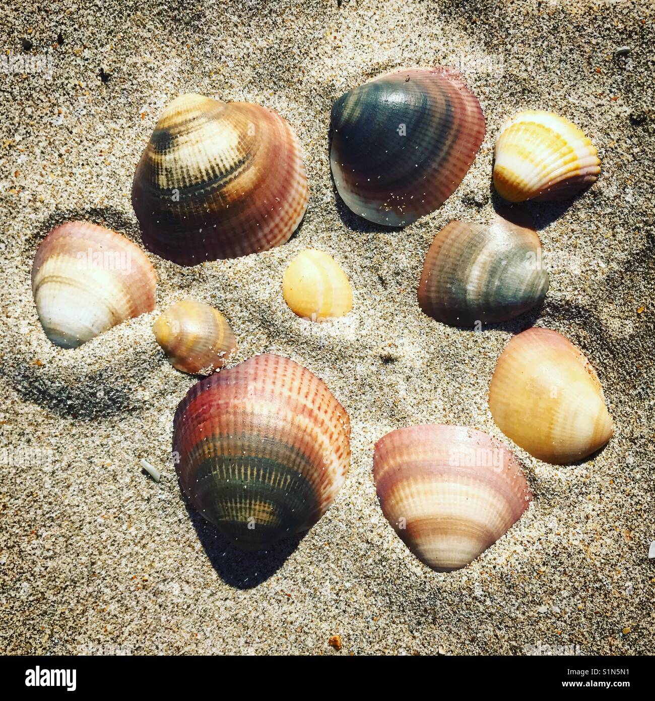 Shells in the sand Stock Photo - Alamy