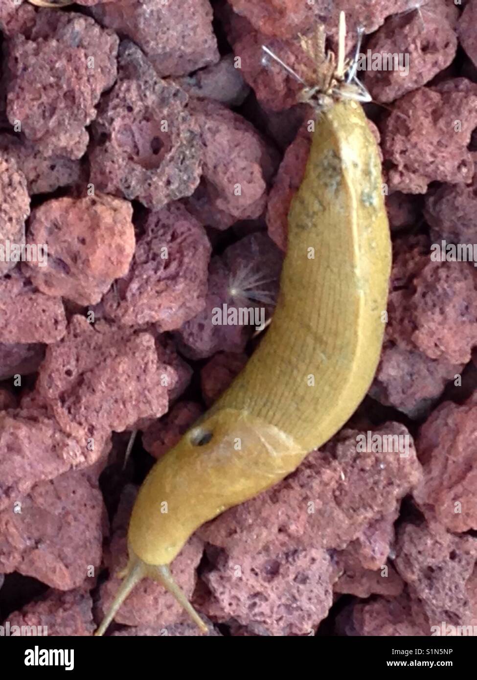 Huge Banana Slug among lava rocks Stock Photo - Alamy