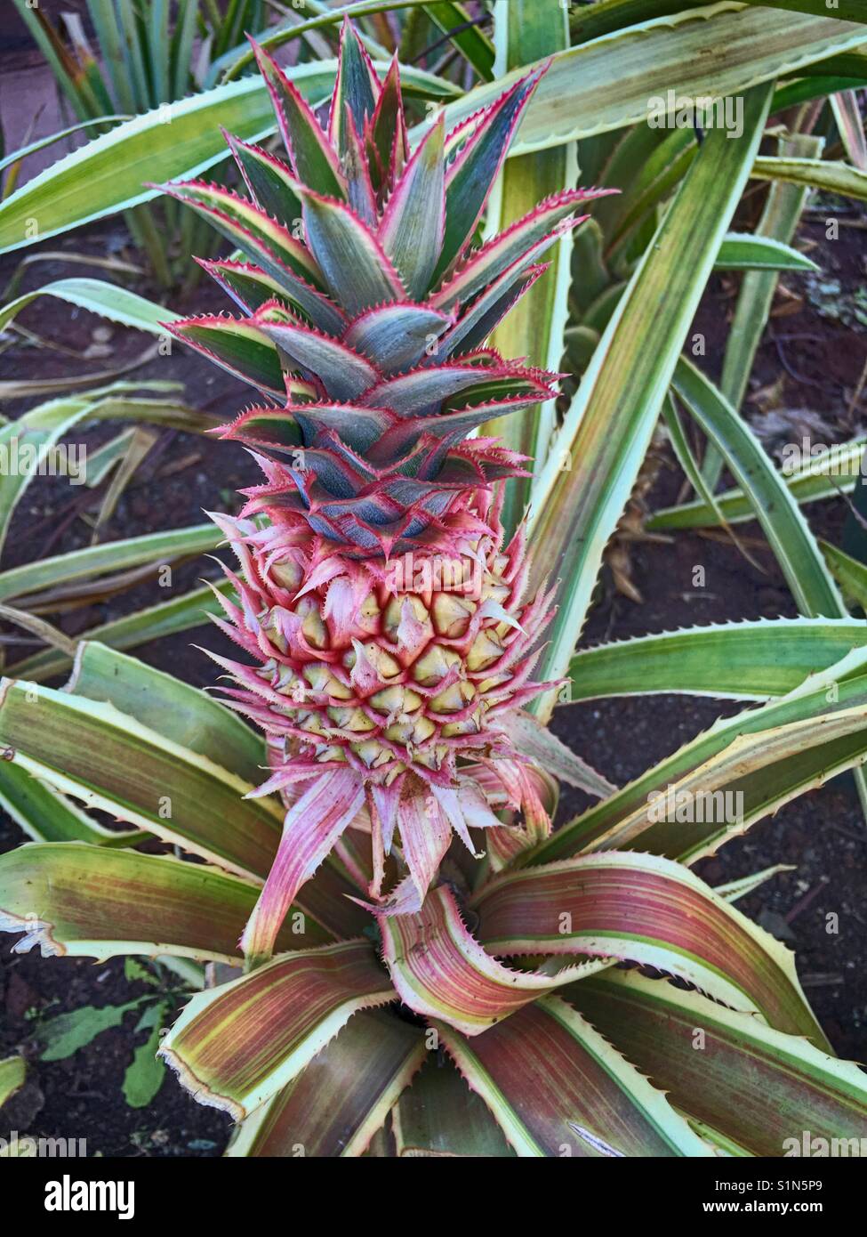 Wahiawa hi-res stock photography and images - Alamy