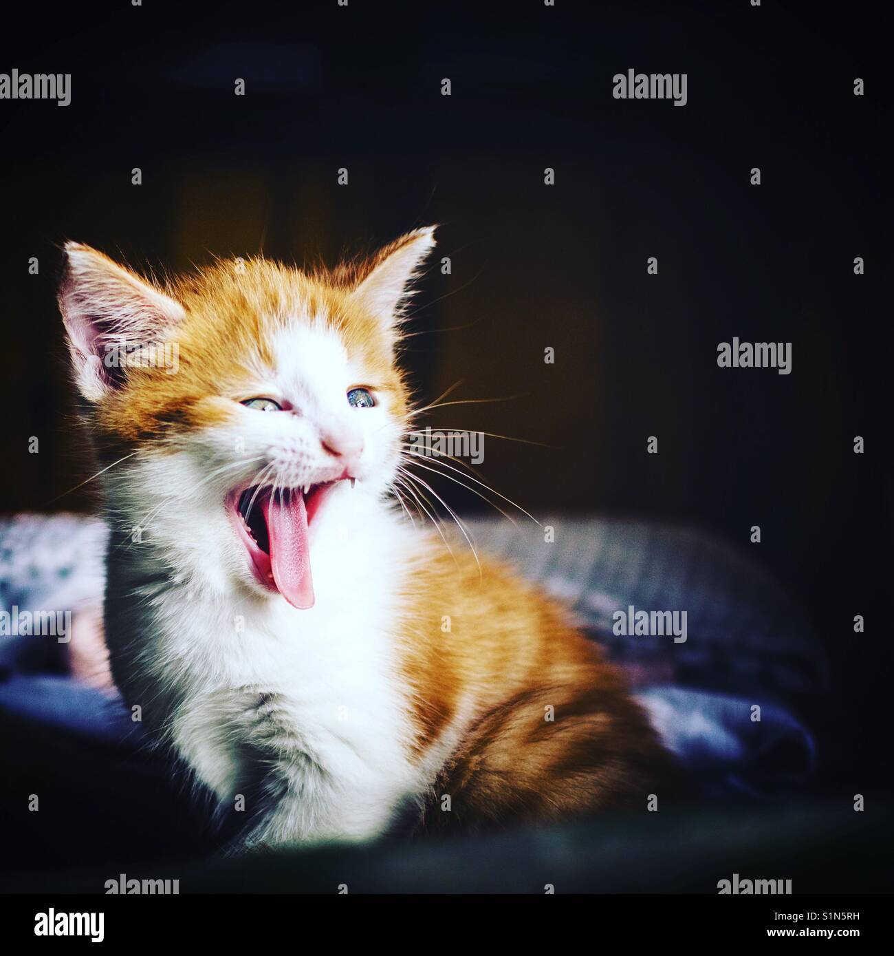Laughing Cat Wallpaper