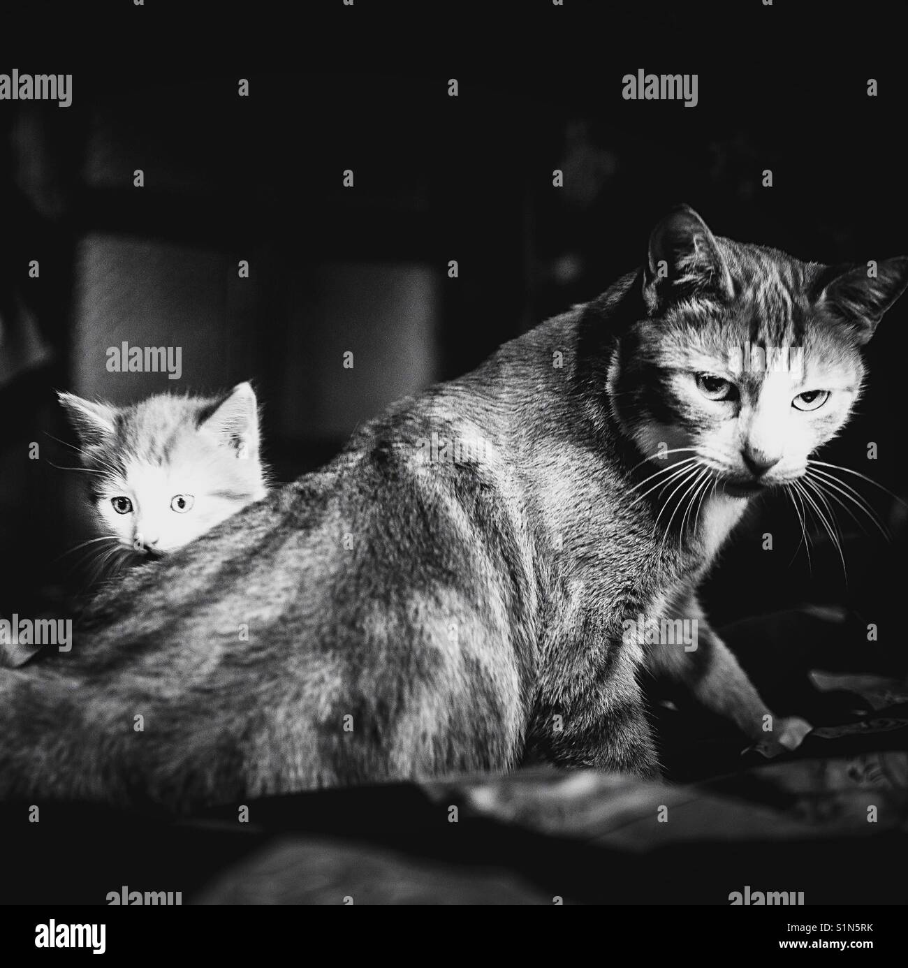 Black cat scared hi-res stock photography and images - Alamy