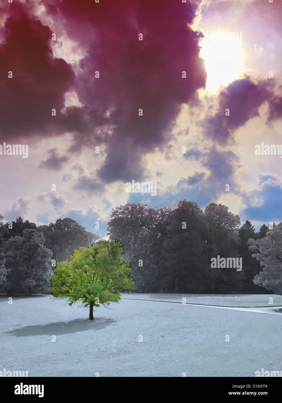 Lonely tree sun in smartphone stock photos and images - Alamy
