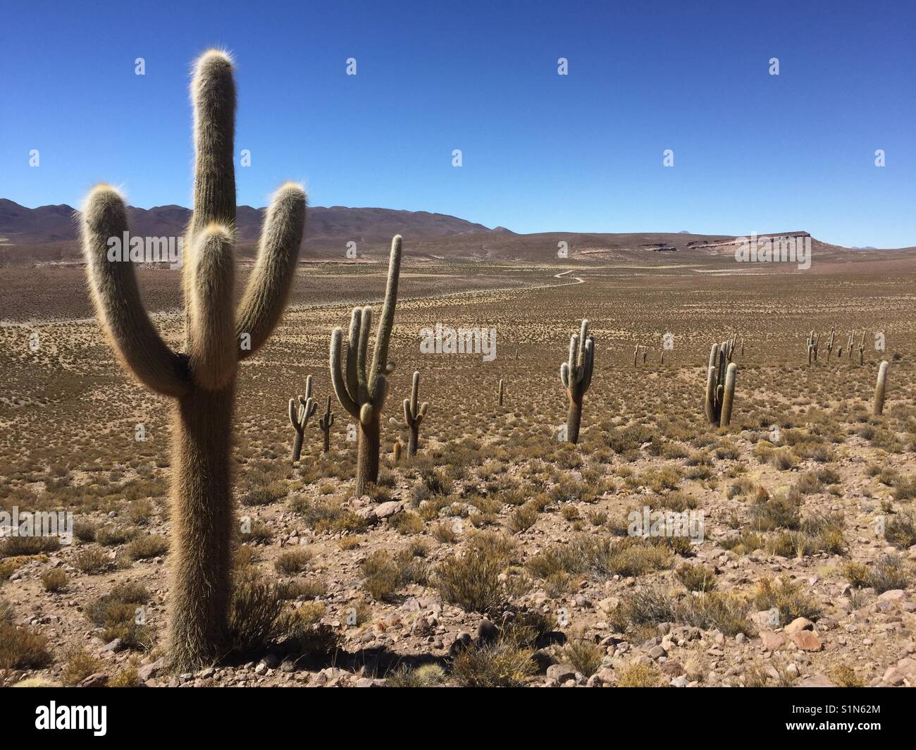 Cacti in atacama desert hi-res stock photography and images - Alamy