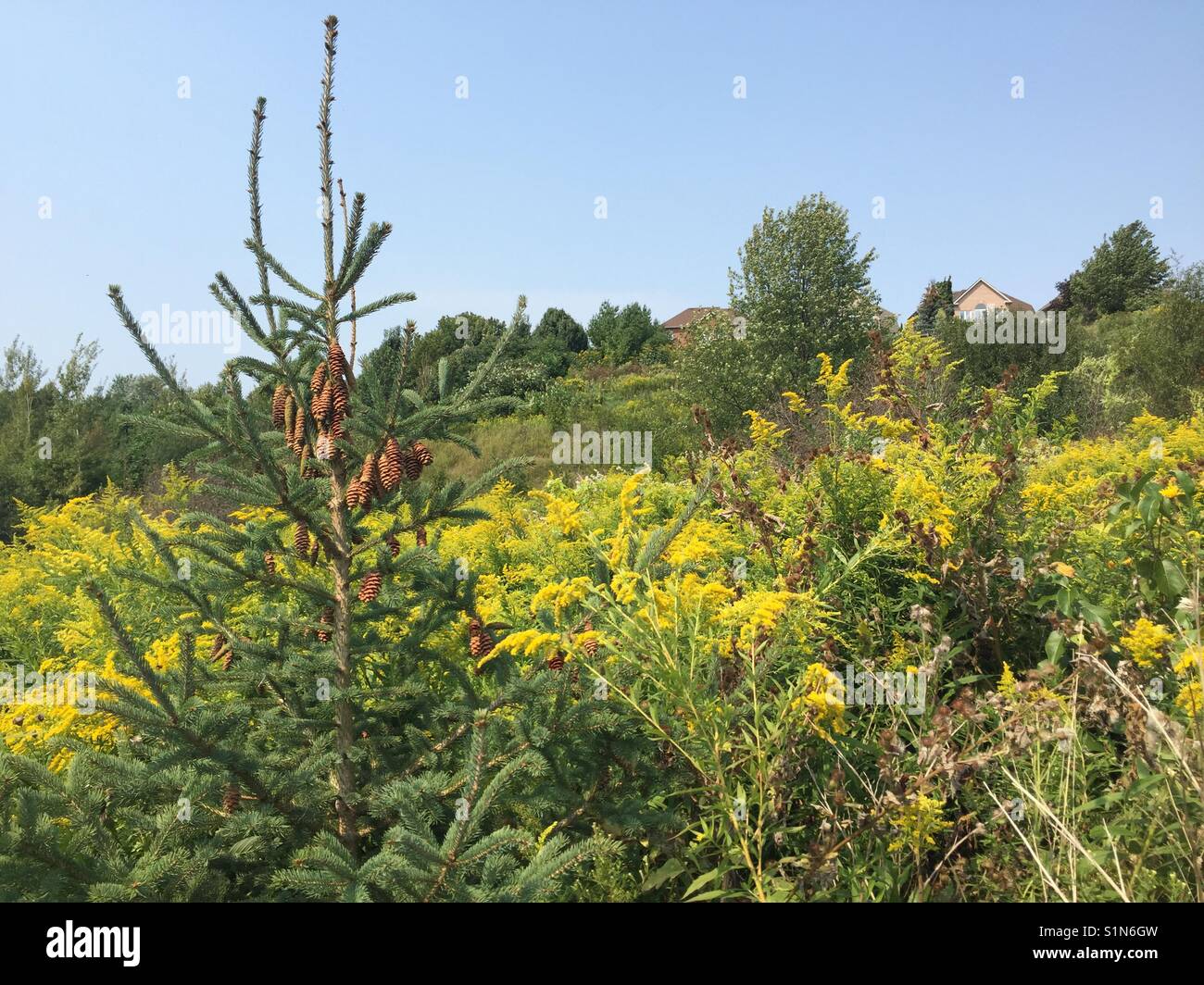 Richmond hill ontario hi-res stock photography and images - Alamy