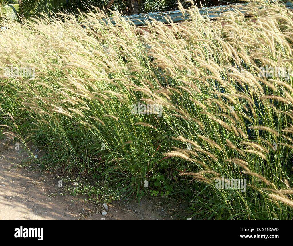 Unity is strength and unity is beautiful Stock Photo - Alamy
