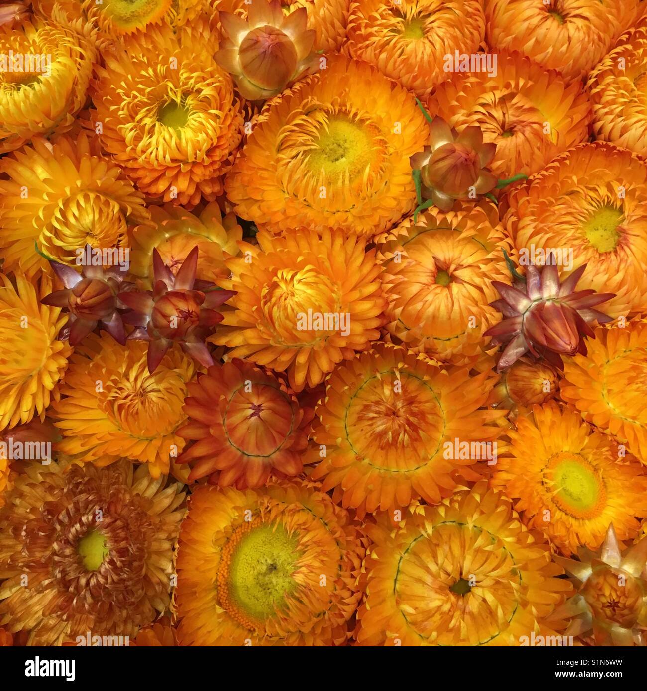 Australian native paper daisy hi-res stock photography and images - Alamy