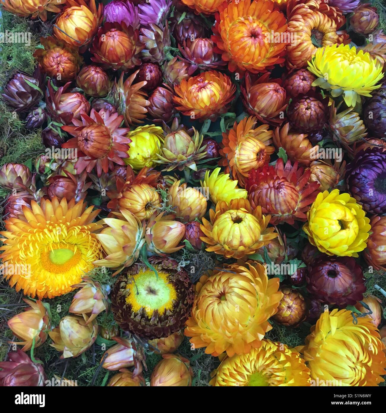Flowers as art display Stock Photo - Alamy
