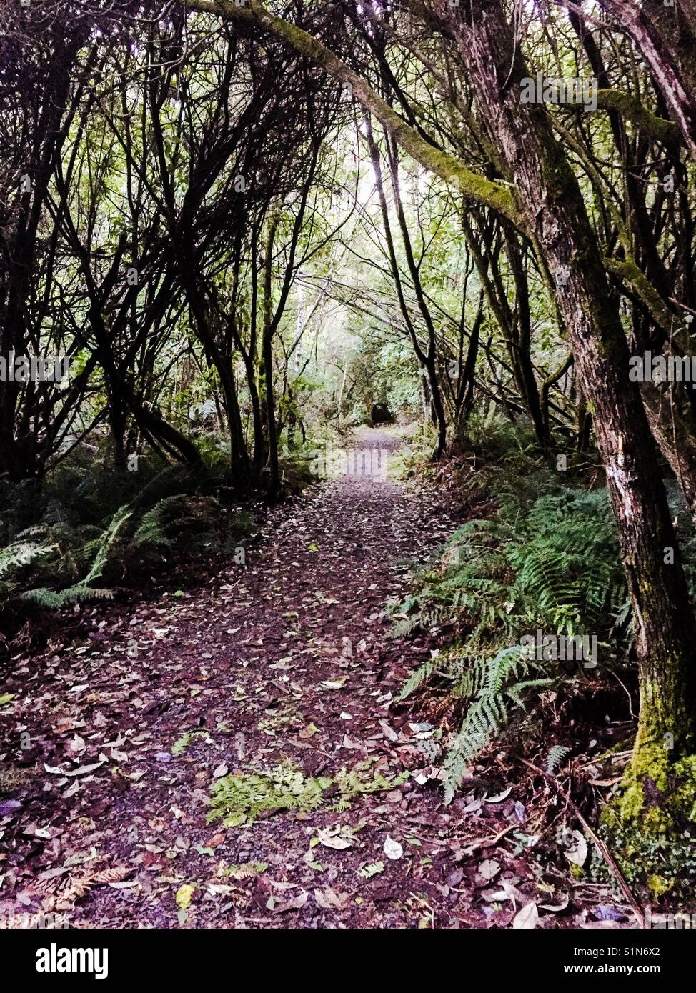 Where does the path lead hi-res stock photography and images - Alamy