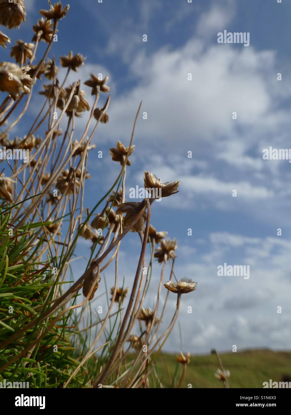 Wind blowing flowers hi-res stock photography and images - Alamy