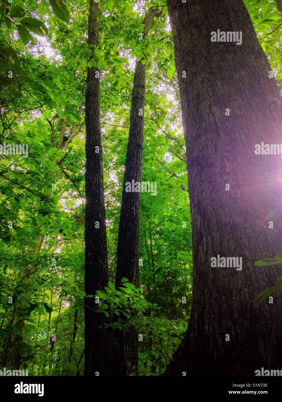 Peace trees hi-res stock photography and images - Alamy