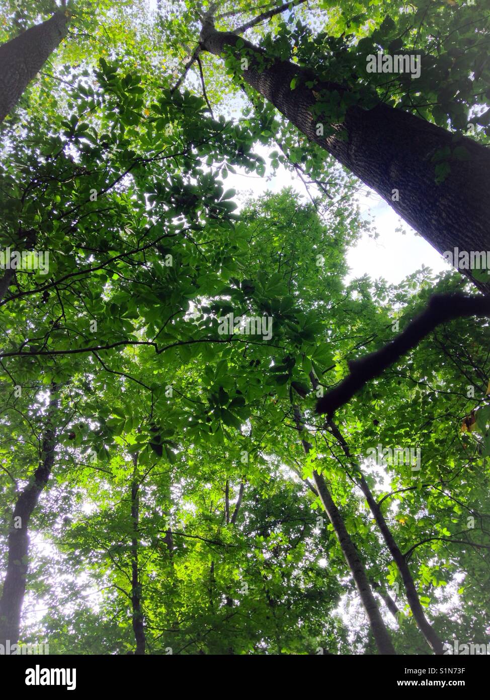 Canopy of the tree hi-res stock photography and images - Alamy