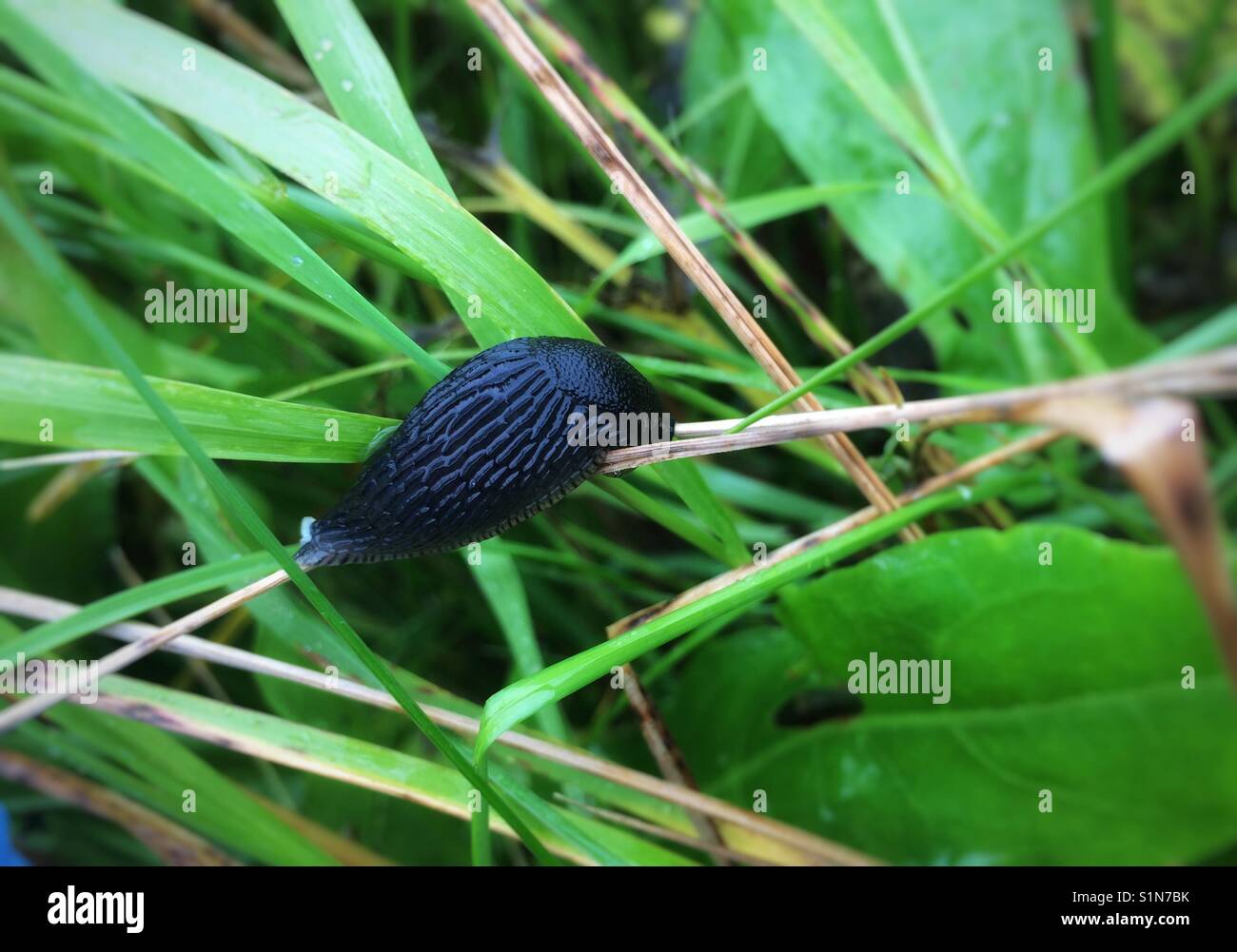 Black snail hi-res stock photography and images - Alamy
