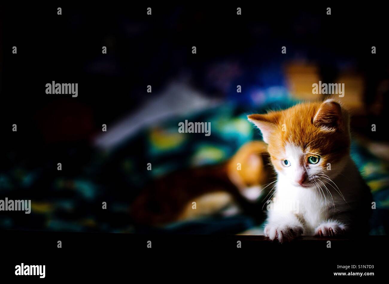Sad kitty hi-res stock photography and images - Alamy