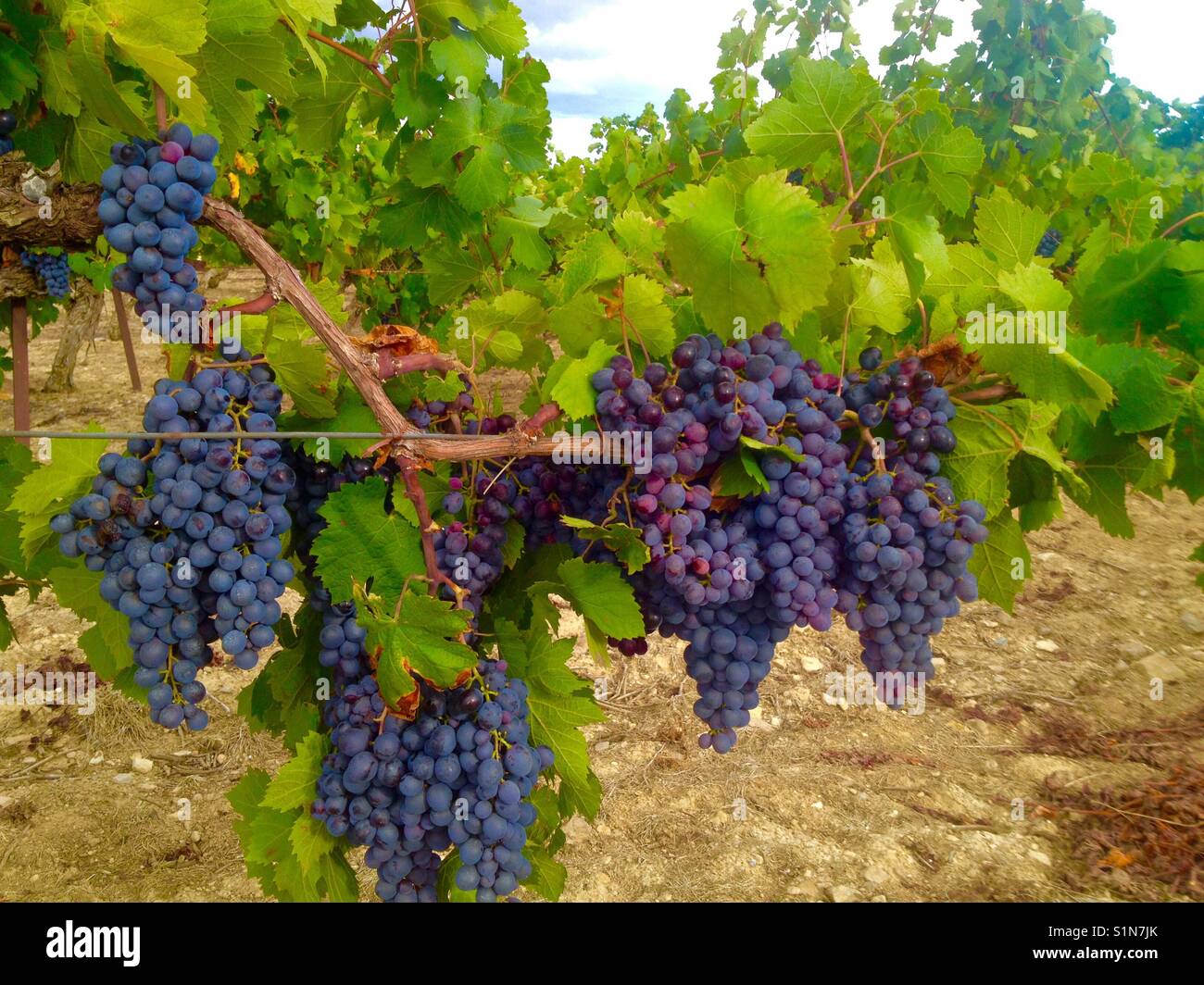 Bunch of grapes Stock Photo - Alamy