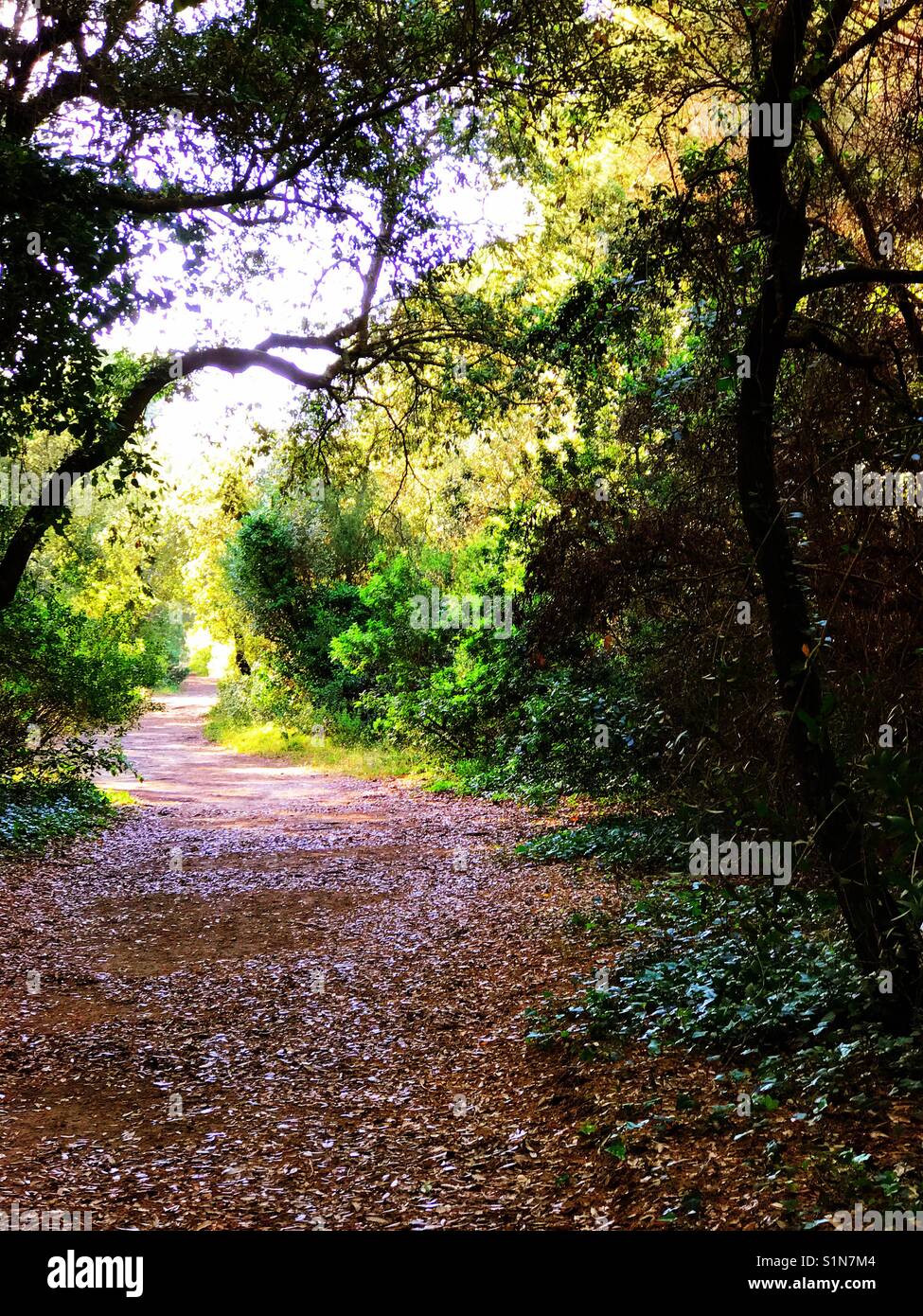 Castel fusano hi-res stock photography and images - Alamy