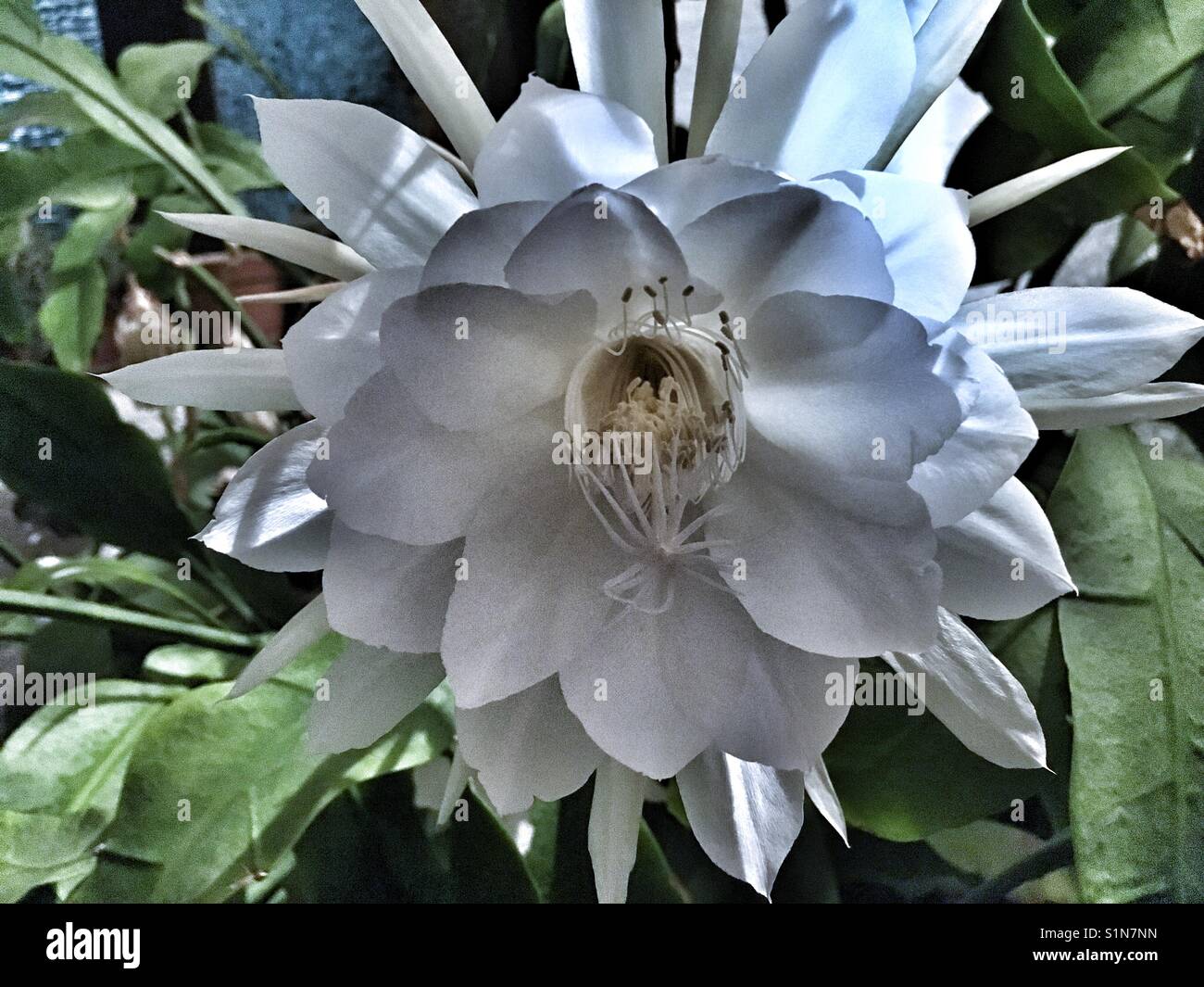 Epiphyllum oxypetalum cacti orchid, flowering at night. Also known as ...