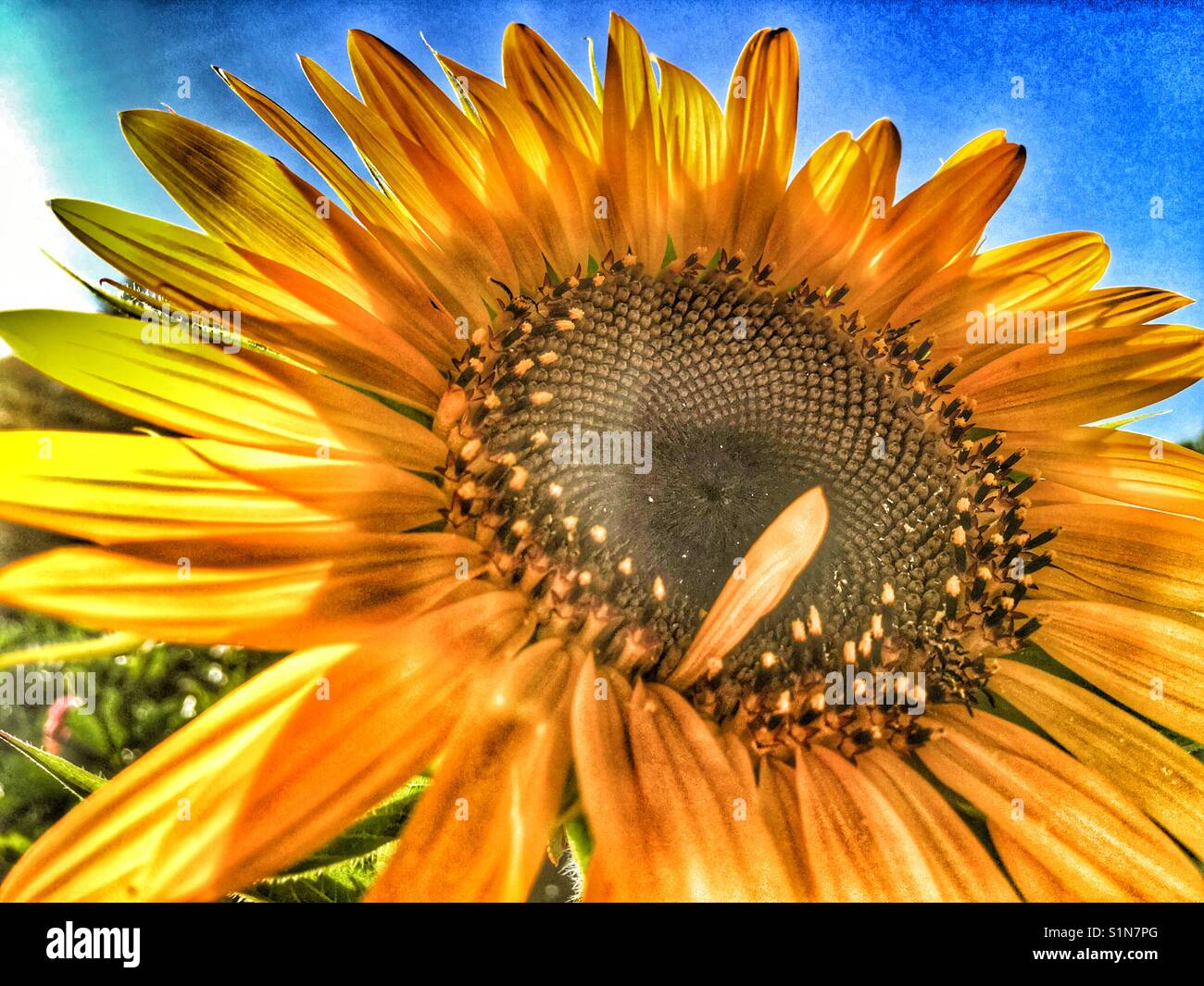 Helianthus annuus, sunflower Russian Giant Stock Photo - Alamy