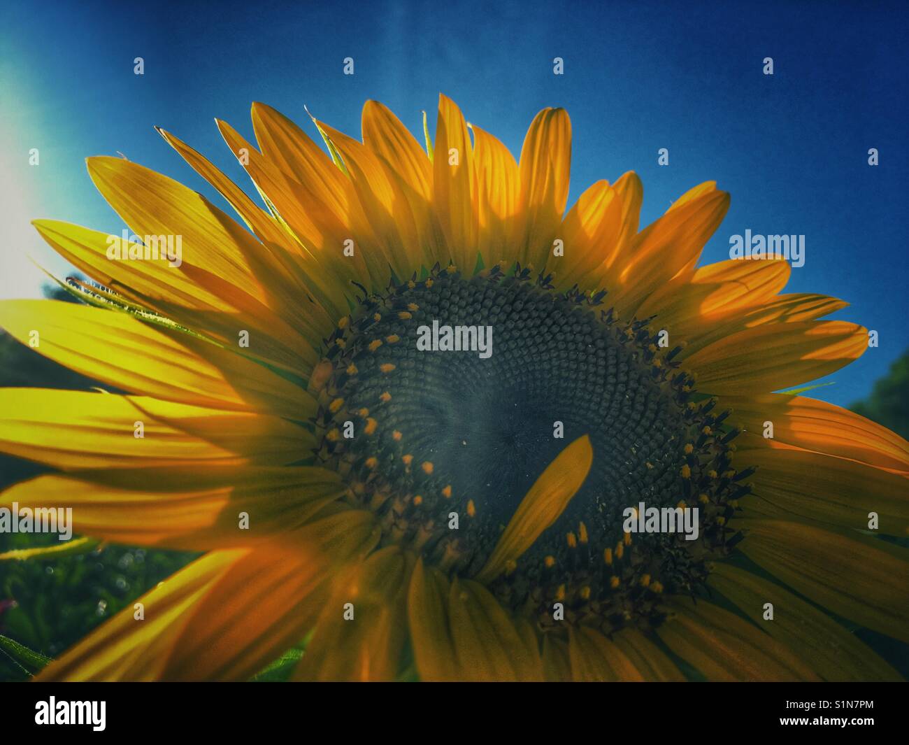 Helianthus annuus, sunflower Russian Giant Stock Photo - Alamy