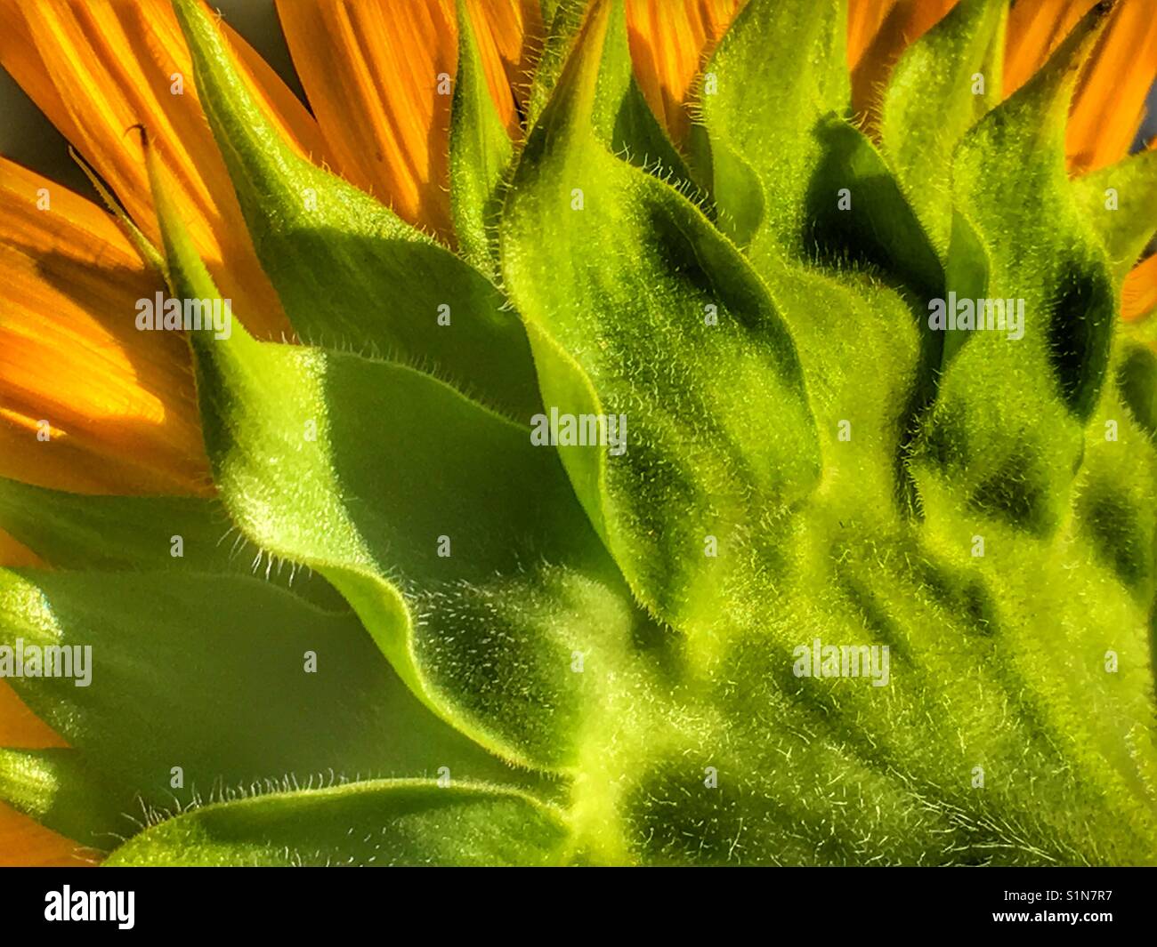 Helianthus annuus, sunflower Russian Giant Stock Photo - Alamy